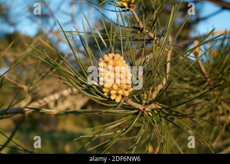Male pine tree flower pine plant bloom needle blossom botany macro ...