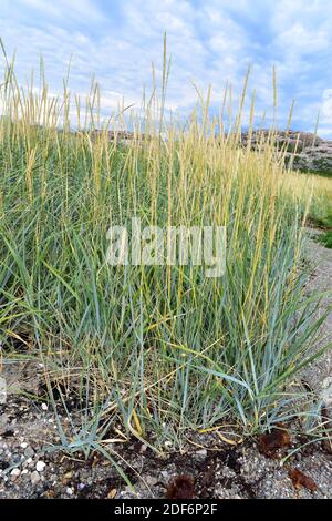 blue lyme grass, sand ryegrass, sea lyme grass, lyme grass (Elymus ...