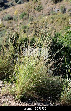 Common thatching grass (Hyparrhenia hirta). This grass is native to ...