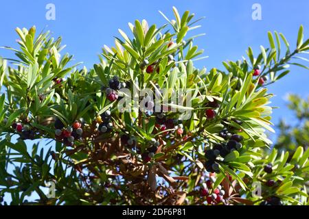 Broad-leaved yellowwood or real yellowwood (Podocarpus latifolius) is ...