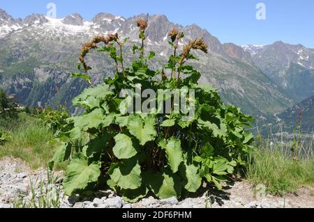 Good-King-Henry, Blitum bonus-henricus, in flower in the wild. Also ...