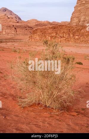Shrub Saxaul (Haloxylon) in sand desert Stock Photo - Alamy