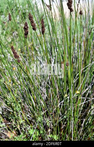 Elegia tectorum,Chondropetalum tectorum,Restio tectorum,Cape thatching ...