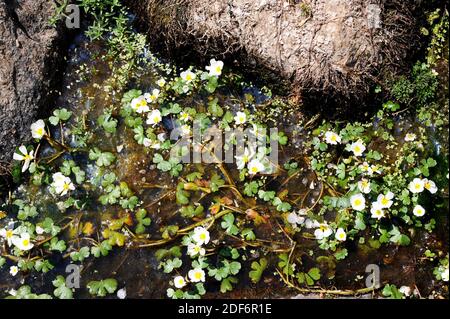 Ranunculus aquatilis, the common water-crowfoot or white water-crowfoot ...