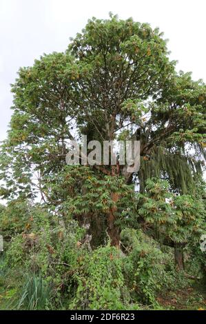 African redwood or African rosewood (Hagenia abyssinica) is a medicinal ...
