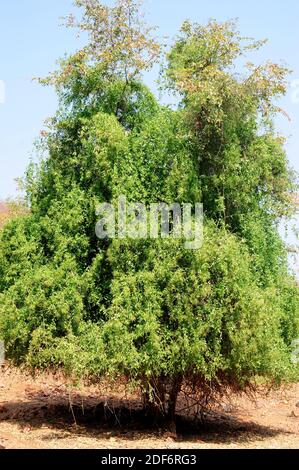 Salvadora persica or the toothbrush tree is a small evergreen tree ...