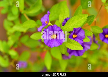 Blue potato bush (Lycianthes rantonnetii syn. Solanum rantonnetii Stock ...