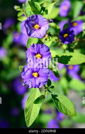 Blue potato bush (Lycianthes rantonnetii syn. Solanum rantonnetii Stock ...