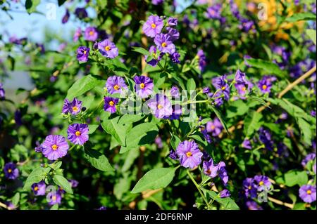 Blue potato bush (Lycianthes rantonnetii syn. Solanum rantonnetii Stock ...
