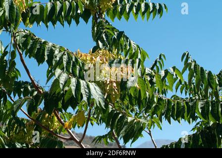 Tree of Heaven (Ailanthus altissima), Simaroubaceae Stock Photo - Alamy