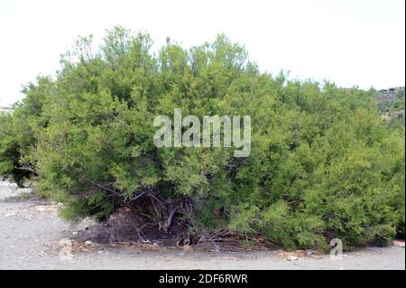 French Tamarisk, Tamarix gallica Stock Photo - Alamy