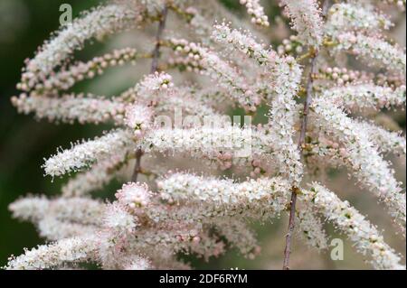 French Tamarisk, Tamarix gallica Stock Photo - Alamy