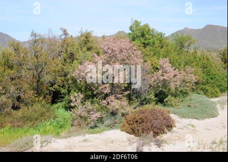 French Tamarisk, Tamarix gallica Stock Photo - Alamy