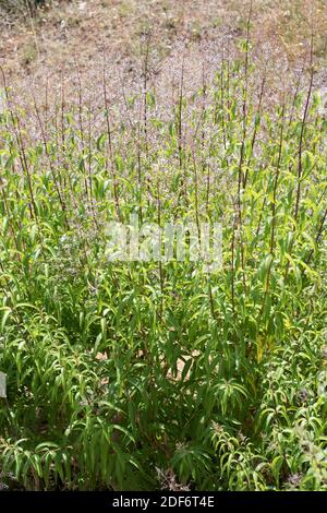 Lemon beebrush / Lemon verbena (Aloysia citrodora) flower, cultivated ...