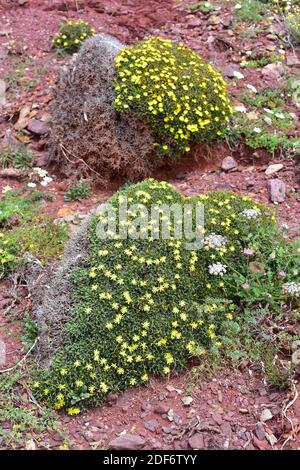 Socarrell, Launaea cervicornis, a spiny shrub growing on limestone ...