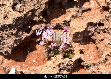 Violet Senecio flower Stock Photo - Alamy