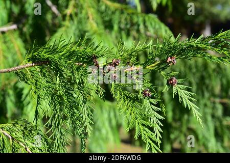 Chamaecyparis lawsoniana Tree, Lawson Cypress, Chamaecyparis lawsoniana ...