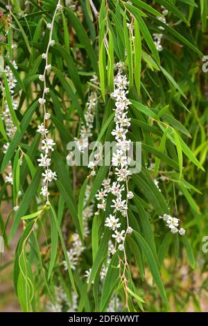 Australia, flowering peppermint tree Stock Photo - Alamy