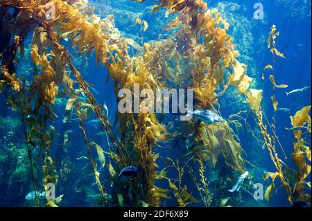 Giant Kelp Macrocystis pyrifera seaweed brown algae leaf Tierra del ...
