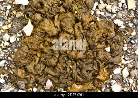Star Jelly Nostoc commune Stock Photo - Alamy