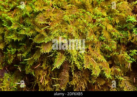 Glittering wood moss or mountain fern moss (Hylocomium splendens) is a ...