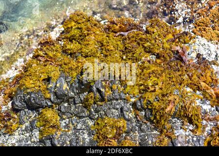 Rissoella verruculosa is a laminar red alga. This photo was taken in Cap Ras, Girona province ...
