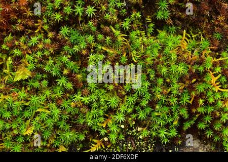Common haircap (Polytrichum commune) is a cosmopolitan species of moss ...