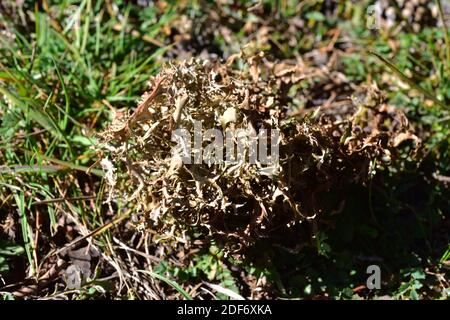Iceland moss / Iceland lichen (Cetraria islandica / Lichen islandicus ...