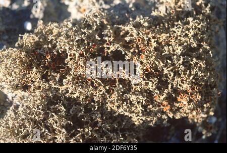 Teloschistes lacunosus is a fruticose lichen that grows on soil in arid ...