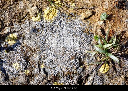 Toninia sedifolia is a squamulose lichen that grows in arid regions (in ...