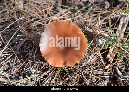 Common Funnel Fungus, Clitocybe gibba, Tricholomataceae. Part of a ...