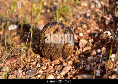 Dead man's foot (Pisolithus arhizus). Called Dyeball, Horse dung fungus ...
