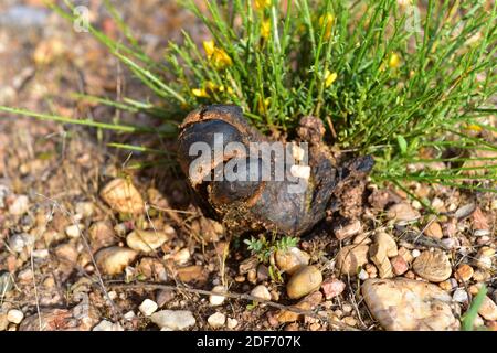 Dead man's foot (Pisolithus arhizus). Called Dyeball, Horse dung fungus ...