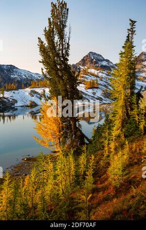 Larch trees in Fall Cascade Mountains Oregon Stock Photo - Alamy