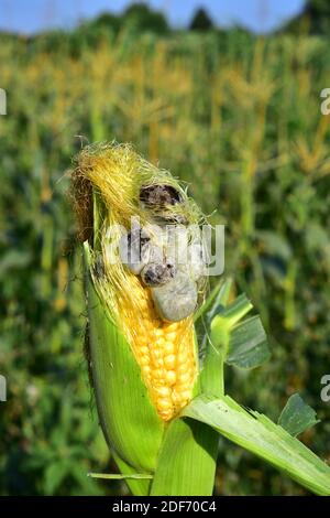Huitlacoche, also known as corn smut, corn fungus, or Mexican truffle ...