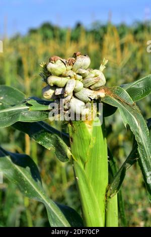 Huitlacoche, also known as corn smut, corn fungus, or Mexican truffle ...