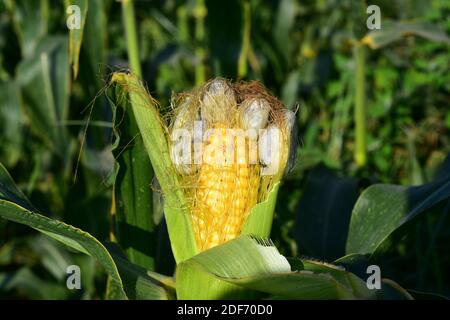 Huitlacoche, also known as corn smut, corn fungus, or Mexican truffle ...