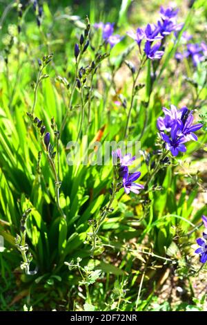 Babiana stricta or Blue freesia or Baboon flowers, leaves and buds in ...