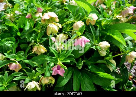 Eastern hellebore or Lenten rose, Helleborus orientalis. Handcoloured ...