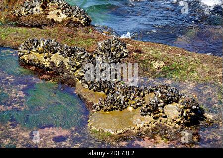 California mussel (Mytilus californianus) is an edible bivalve. This ...