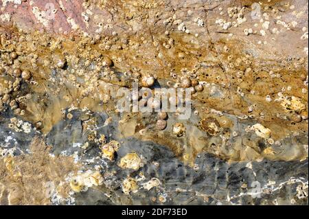 Lined top shell (Phorcus lineatus or Monodonta lineata) is a marine ...