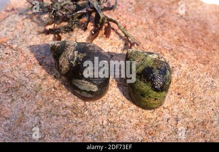 common periwinkle, common winkle, edible winkle (Littorina littorea ...