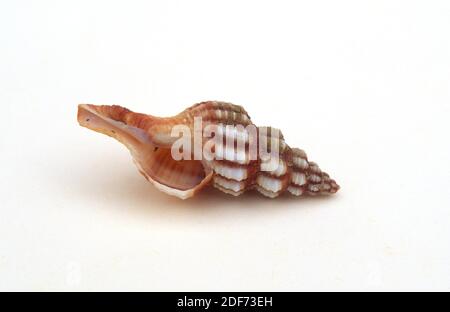 Syracusan spindle shell (Fusinus syracusanus) is a marine snail native ...
