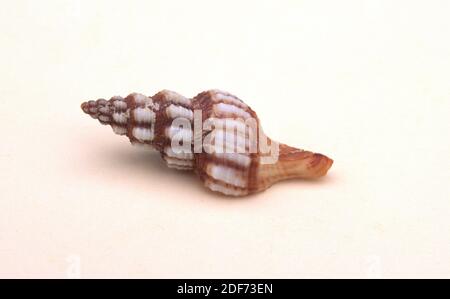 Syracusan spindle shell (Fusinus syracusanus) is a marine snail native ...