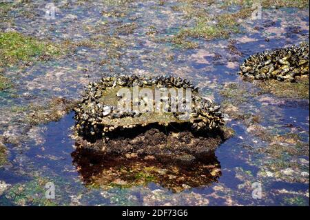 California mussel (Mytilus californianus) is an edible bivalve. This ...