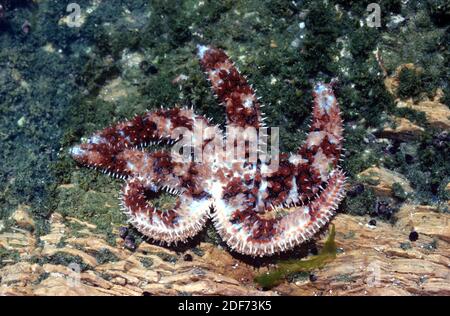 Blue spiny starfish - Coscinasterias tenuispina Stock Photo - Alamy