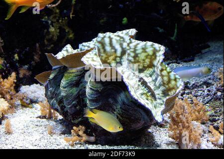 Marine life, close-up of a bivalve mollusk Flame scallop, Ctenoides ...