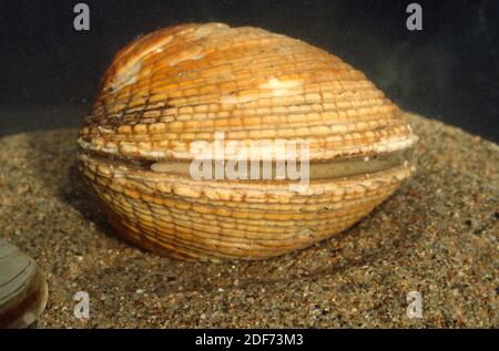 Warty Venus - Venus verrucosa Stock Photo - Alamy