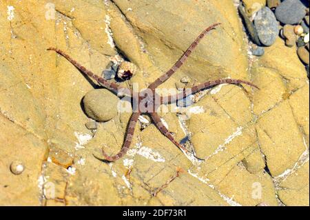 Smooth Brittle Star - Ophioderma longicauda Stock Photo - Alamy