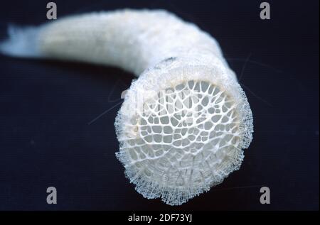 Venus Flower Basket Sponge Skeleton Euplectella aspergillum Stock Photo ...